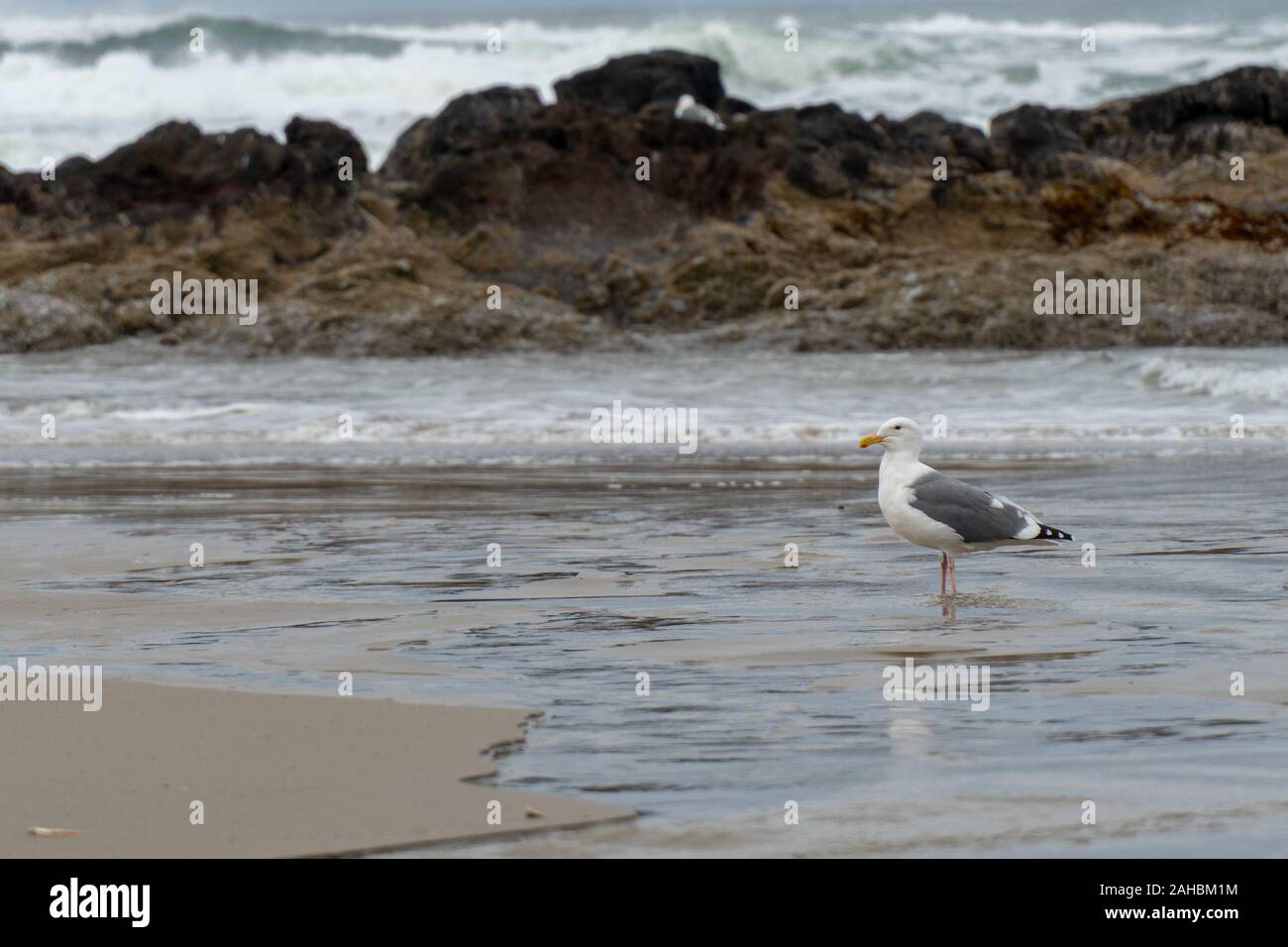 Oregon Coast Trail - Pacific Northwest during October Stock Photo - Alamy