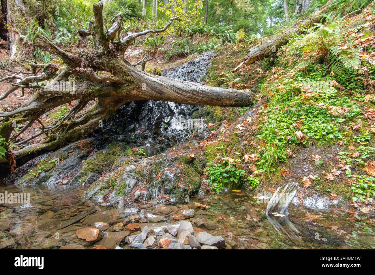 Redwood National and State Park in October - Northern California Stock ...