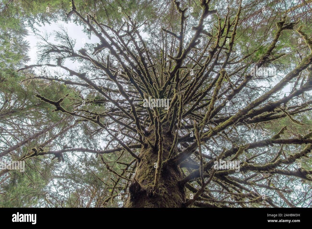 Oregon Coast Trail - Pacific Northwest during October Stock Photo - Alamy