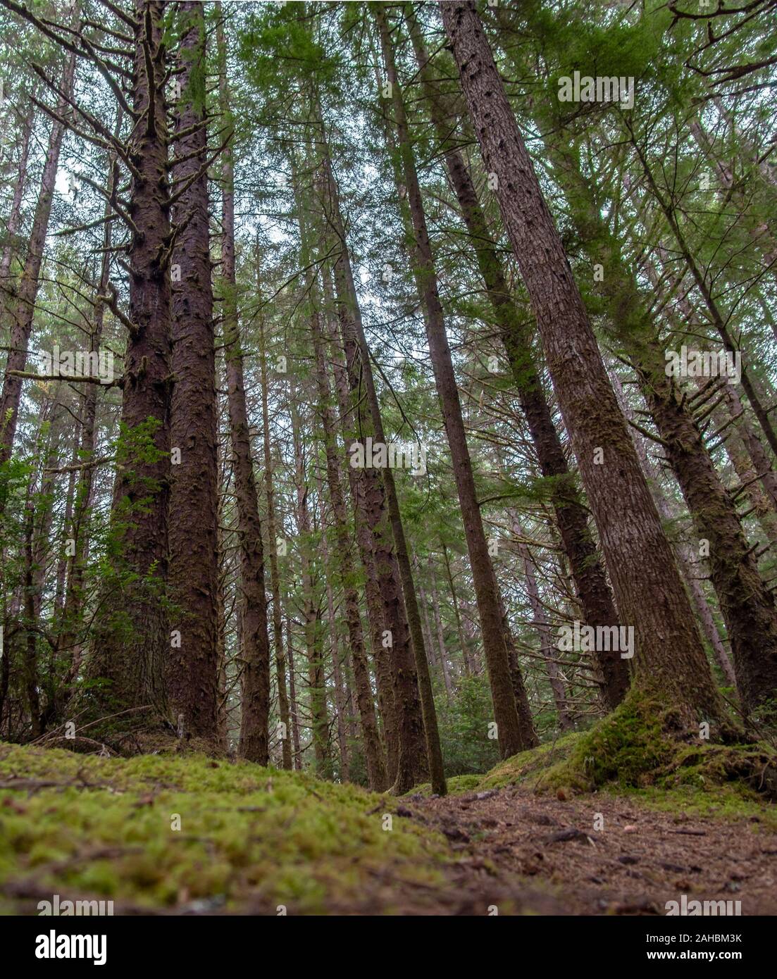 Oregon Coast Trail - Pacific Northwest during October Stock Photo - Alamy