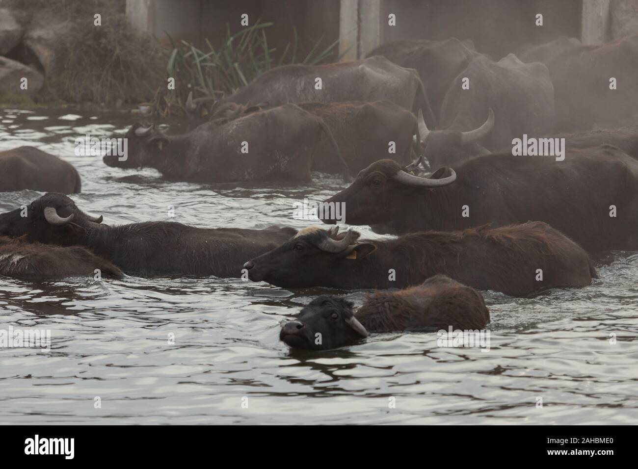 a herd of water buffalo in a stream Stock Photo - Alamy
