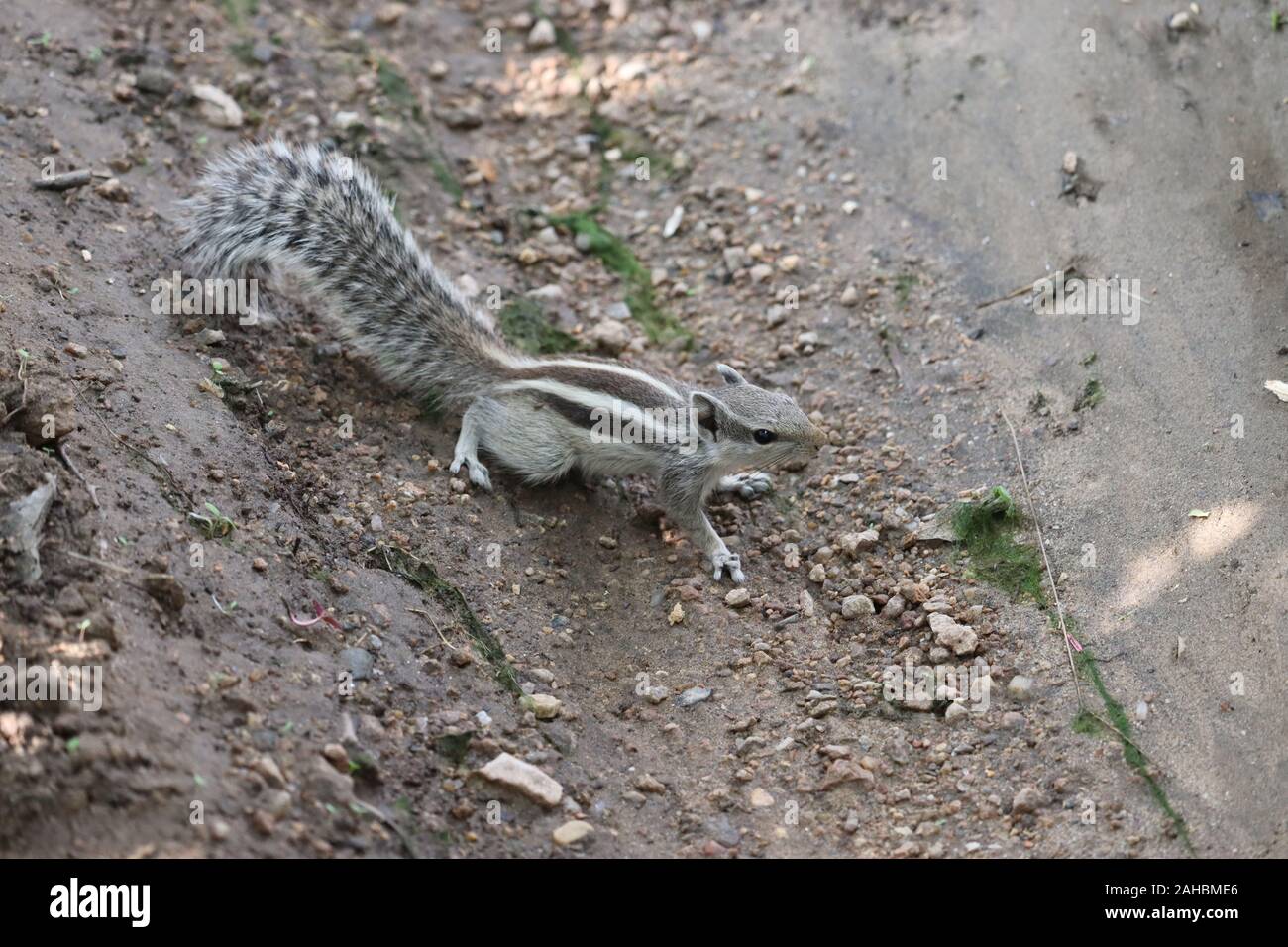 Squirrels are members of the family Sciuridae, a family that includes small or medium-size ...