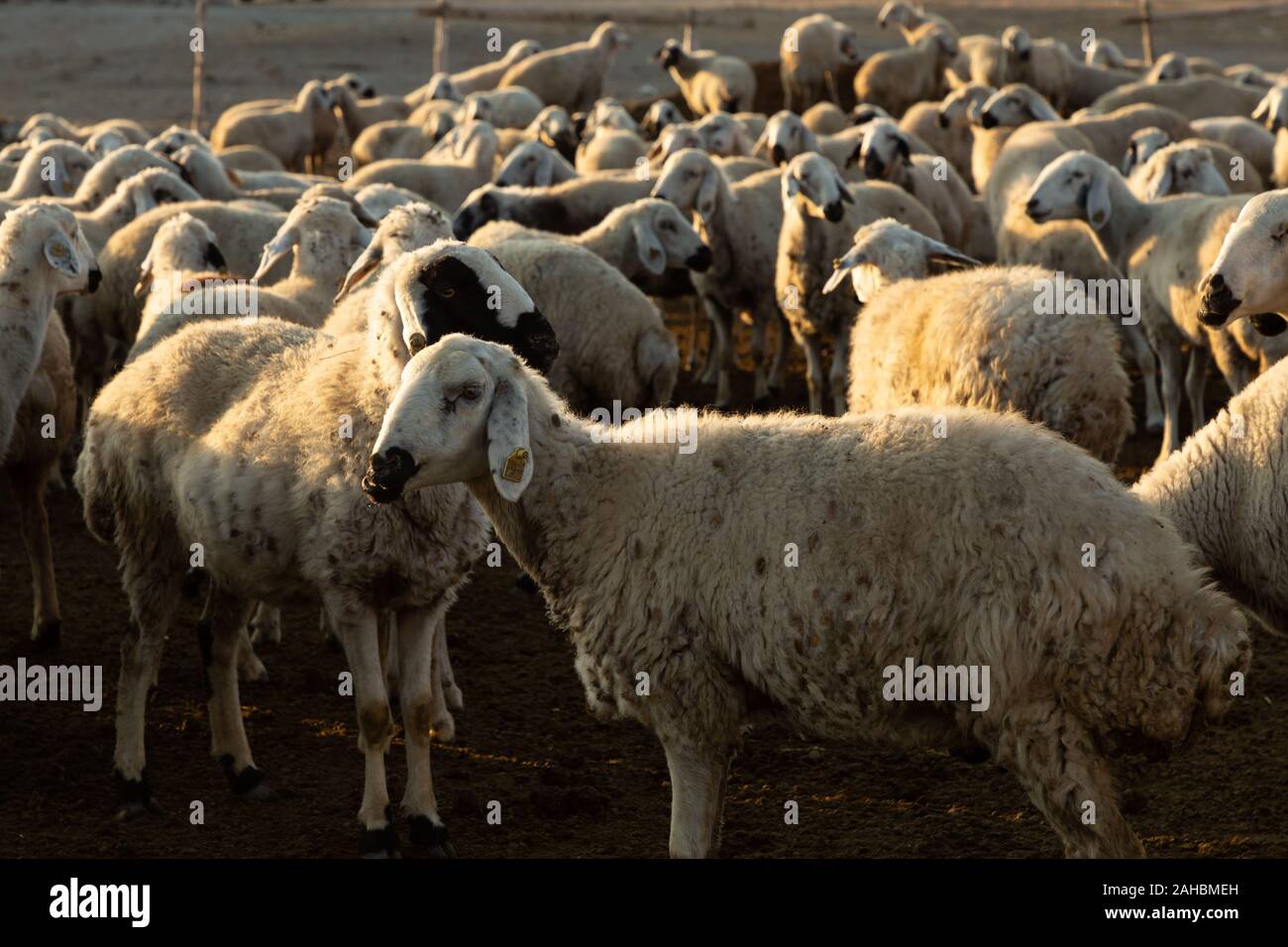 Flock of sheet hi-res stock photography and images - Alamy