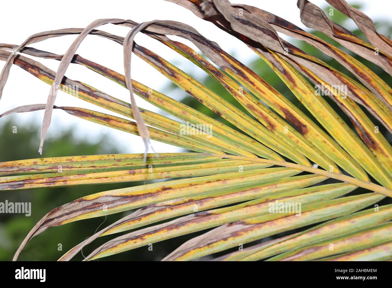 Coconut tree leaves texture hi-res stock photography and images - Alamy