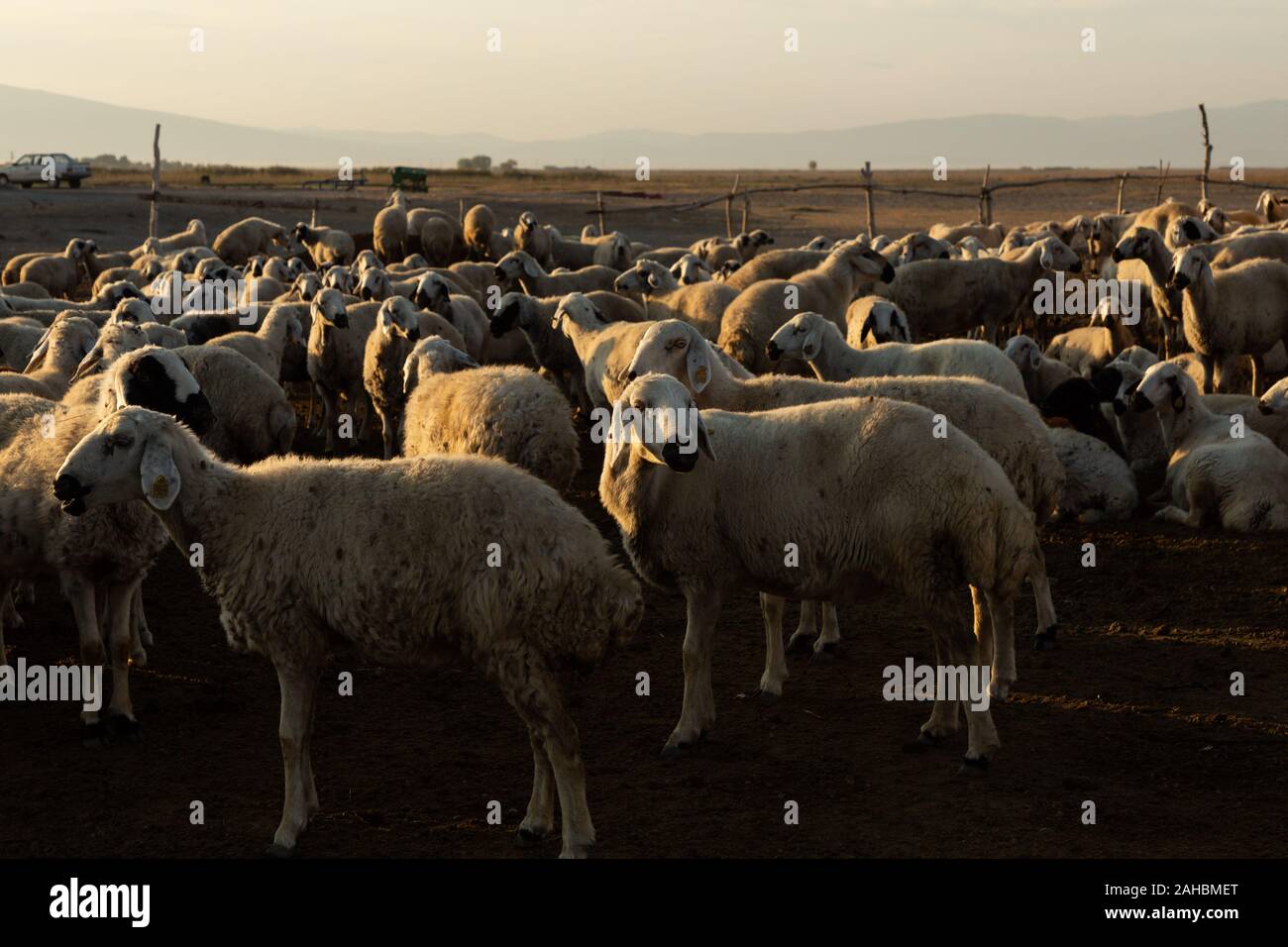 Flock of sheet hi-res stock photography and images - Alamy