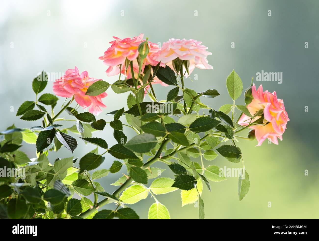 Rose bud with leaves hi-res stock photography and images - Alamy