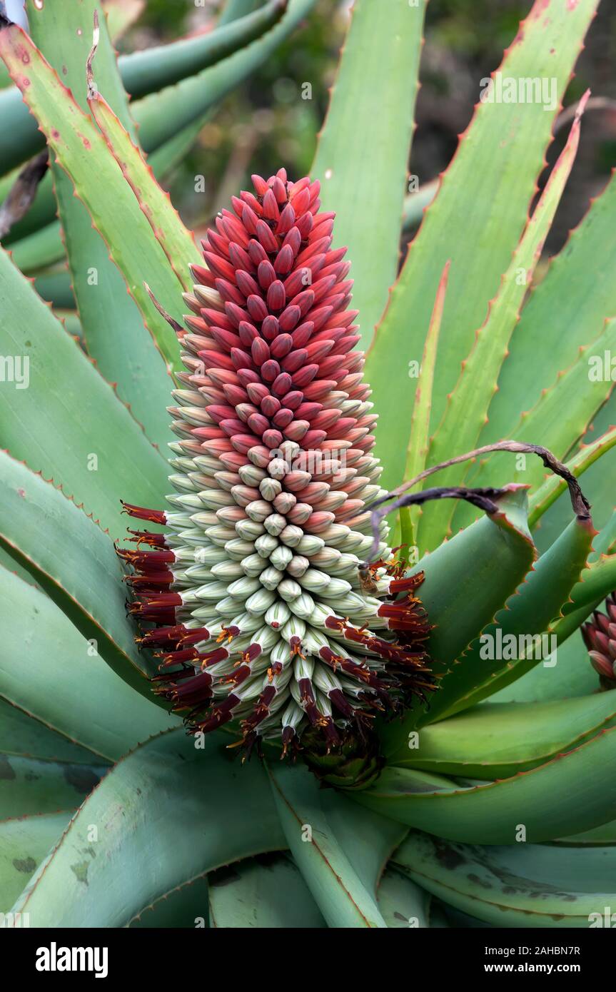 Sydney Australia, flower cone of a tilt-head aloe a native of Eastern ...