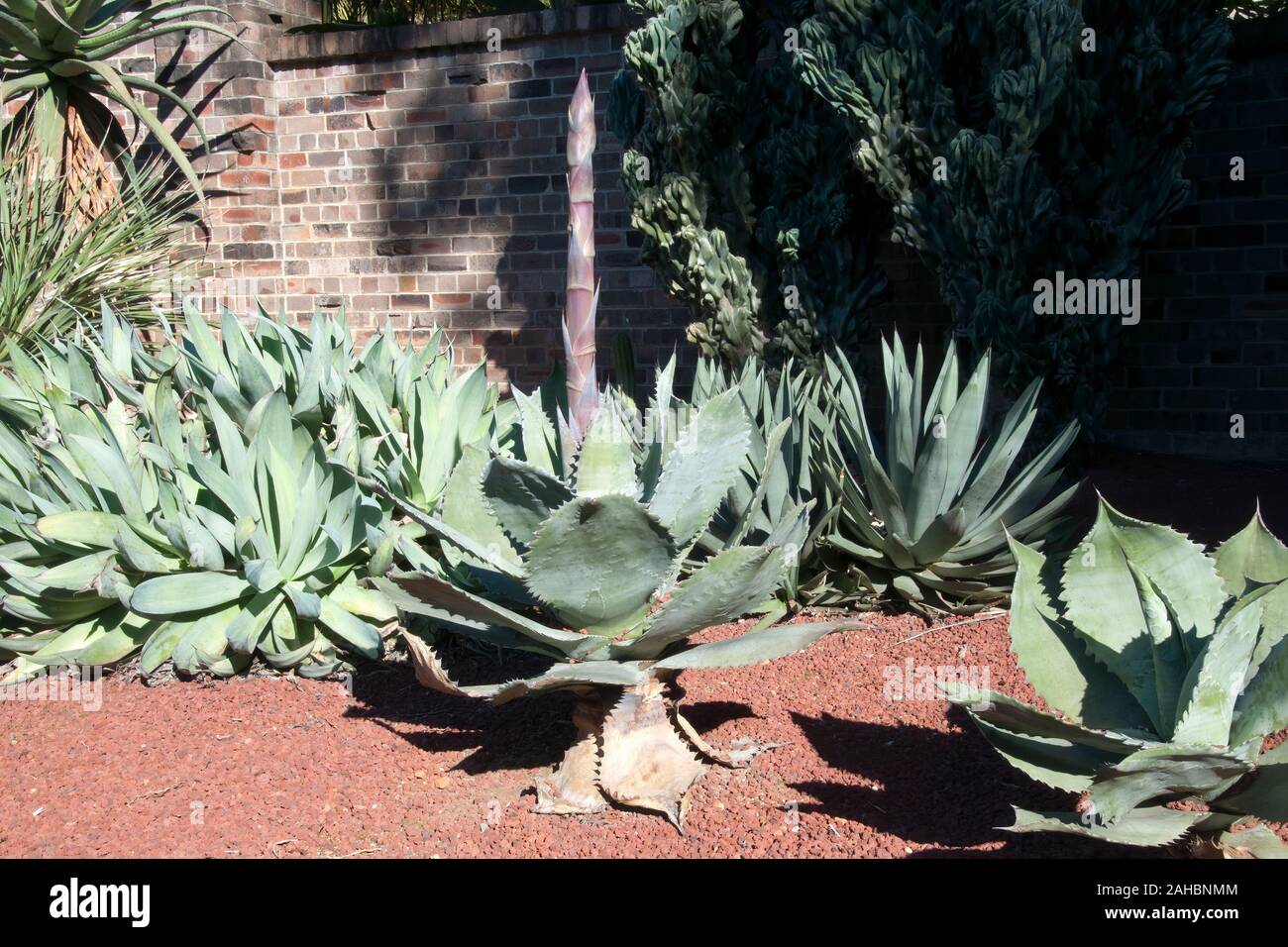 Sydney Australia, large unidentified agave plant with pink flower spike ...