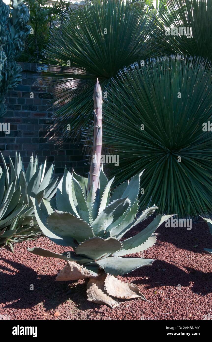 Sydney Australia, large unidentified agave plant with pink flower spike ...