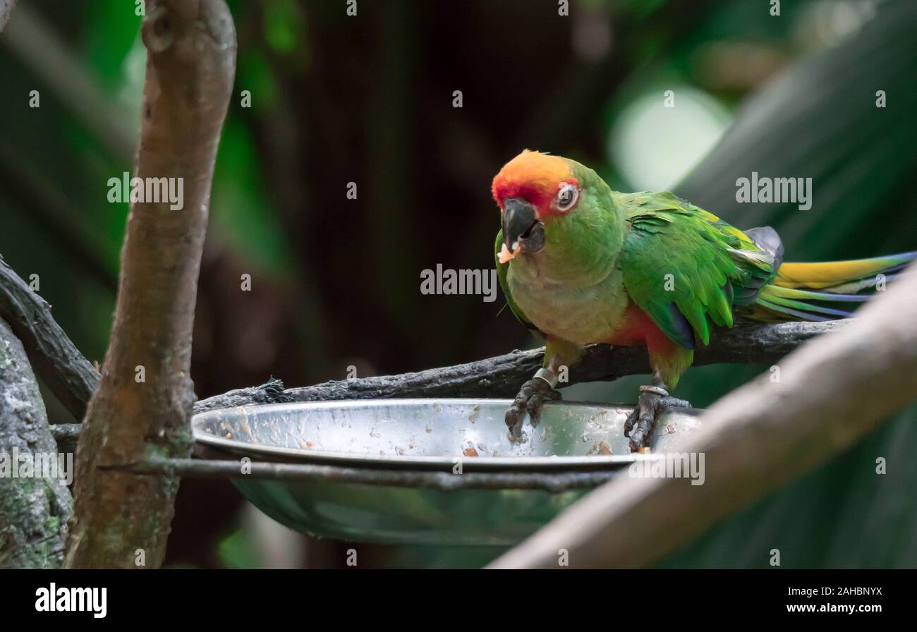 Cherry head conure hi-res stock photography and images - Alamy
