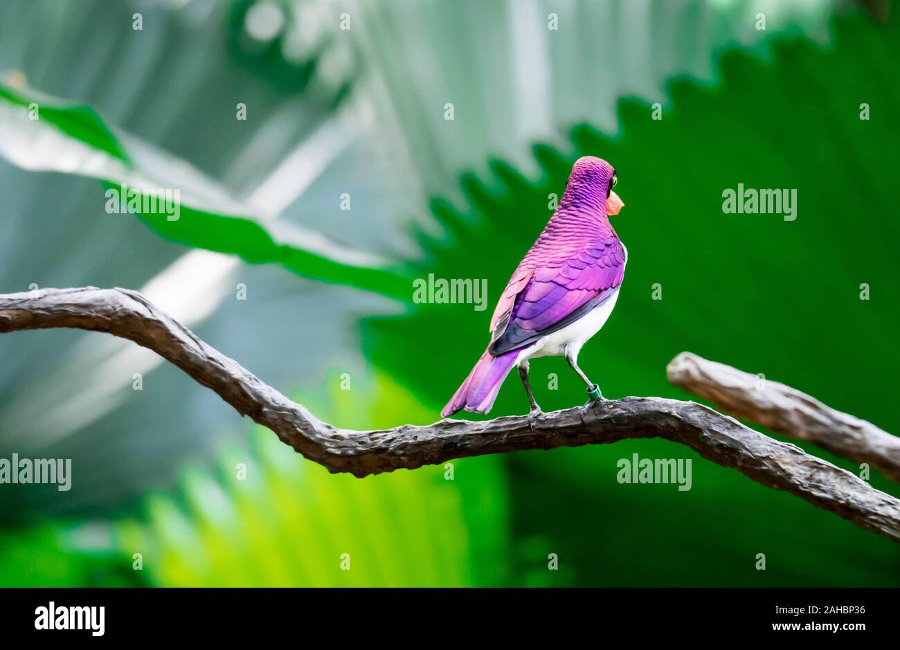 A Violet-backed Starling Cinnyricinclus leucogaster, also known as ...