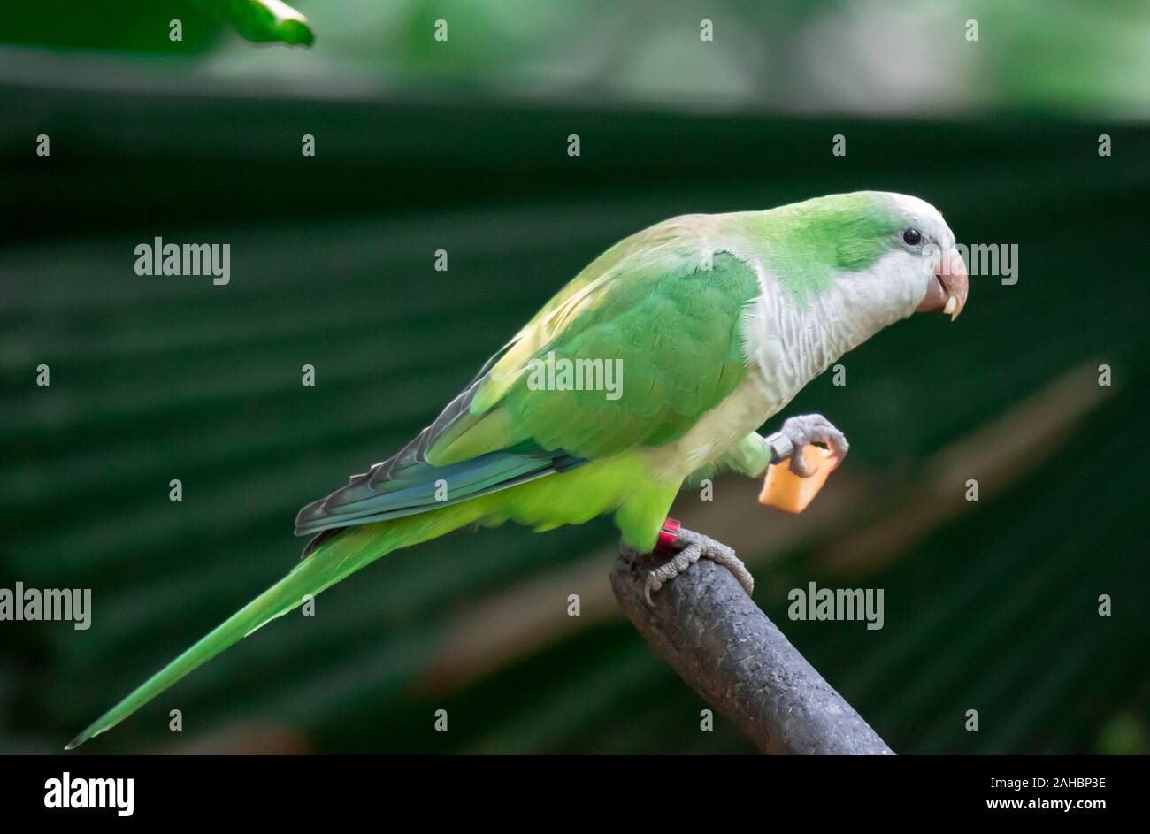 Quaker parrot hi-res stock photography and images - Alamy