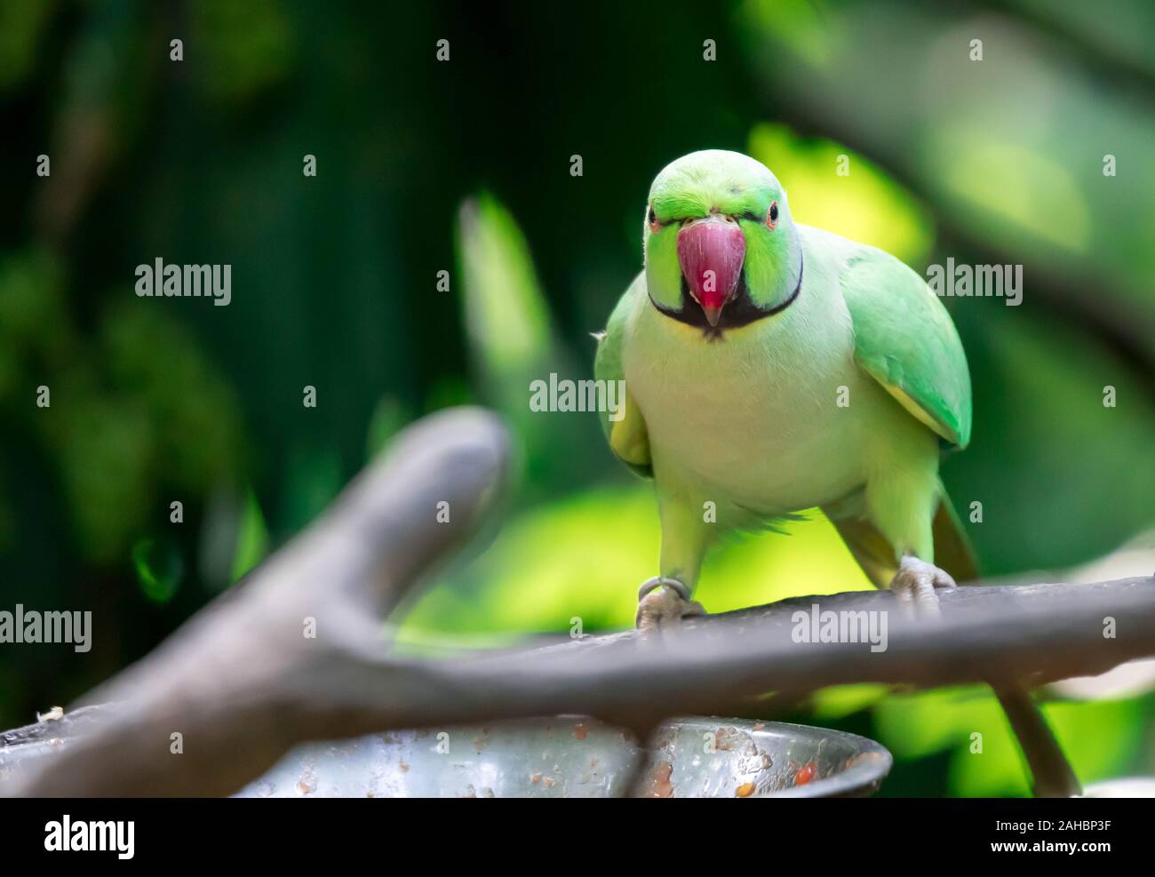A Rose-ringed Parakeet, Psittacula krameri, also known as Ring-necked ...