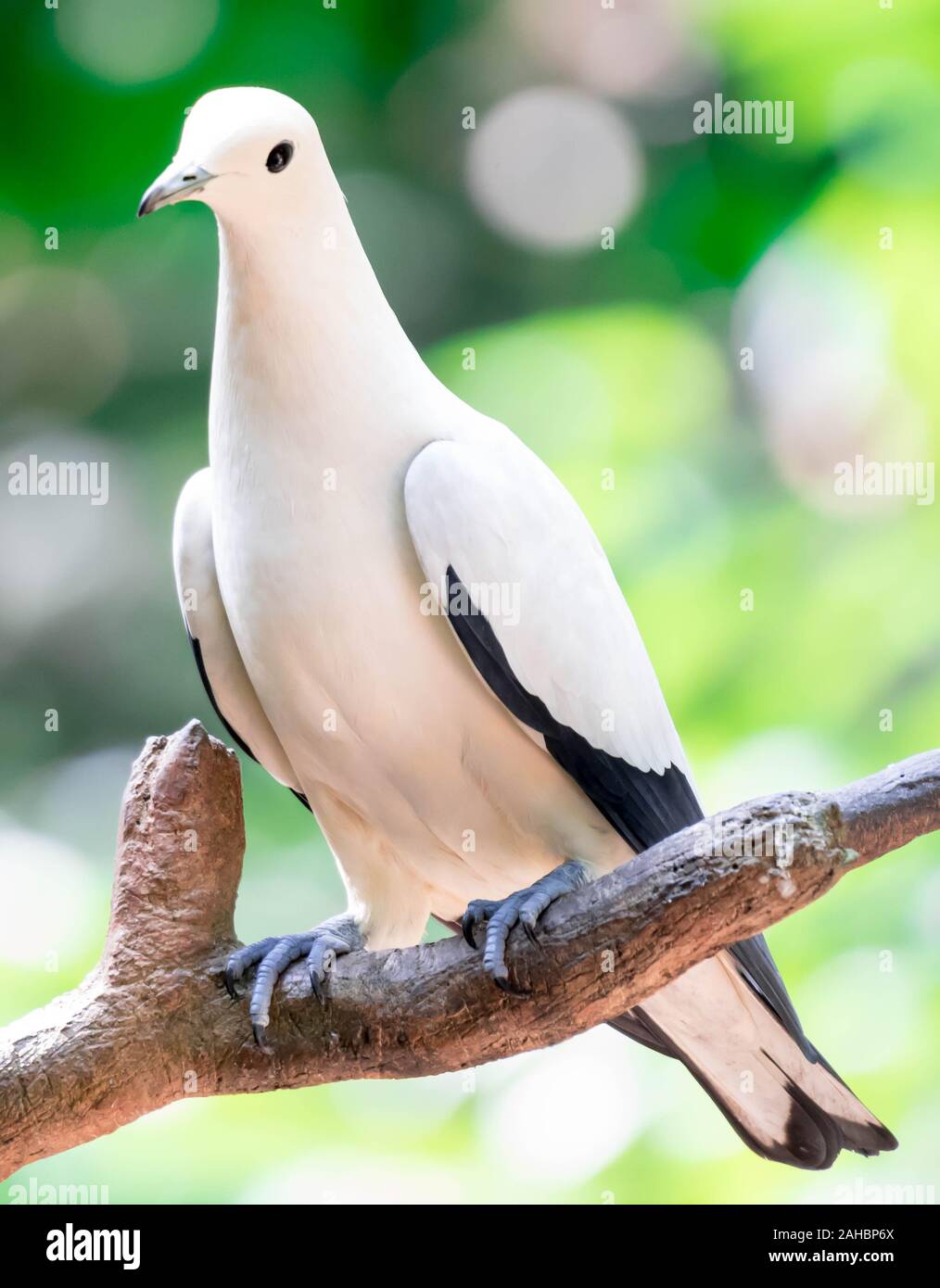 Pied imperial pigeon in tree hi-res stock photography and images - Alamy