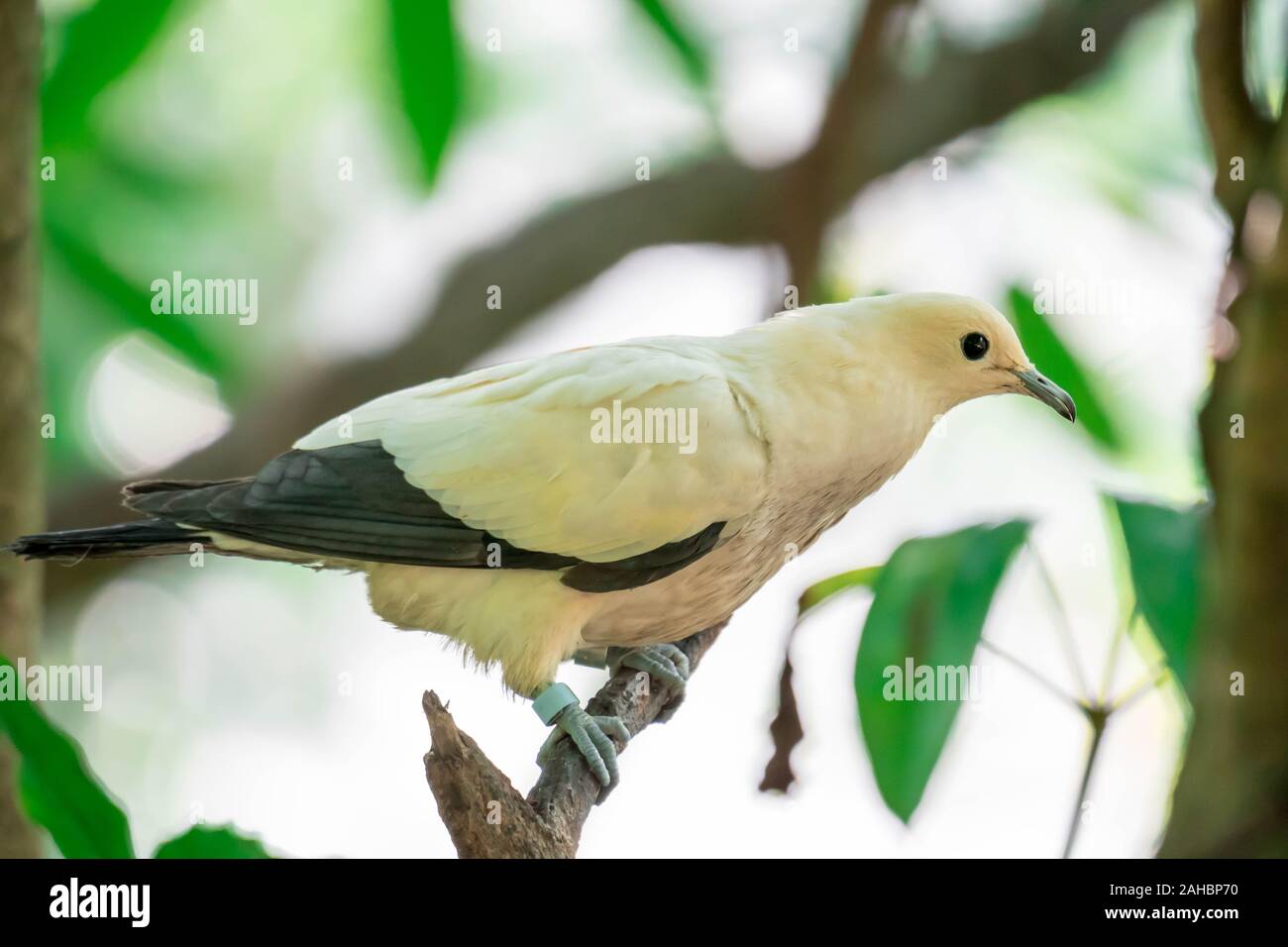 Species of pigeon hi-res stock photography and images - Alamy