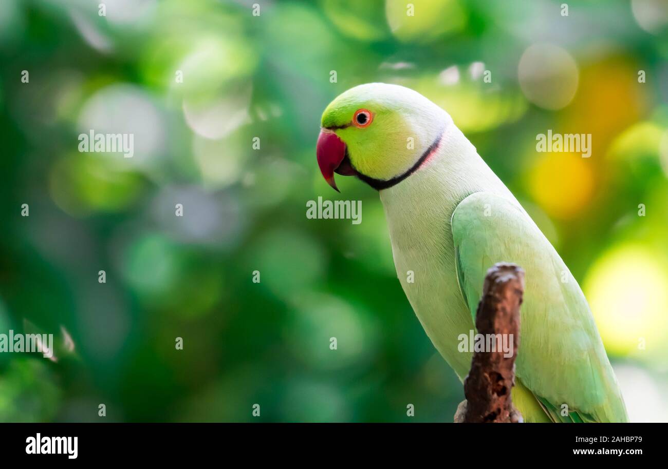 A Rose-ringed Parakeet, Psittacula krameri, also known as Ring-necked ...