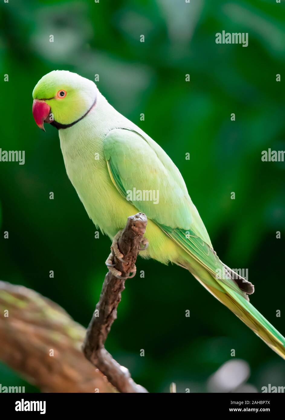 Indian ring neck green parakeet hi-res stock photography and images - Alamy