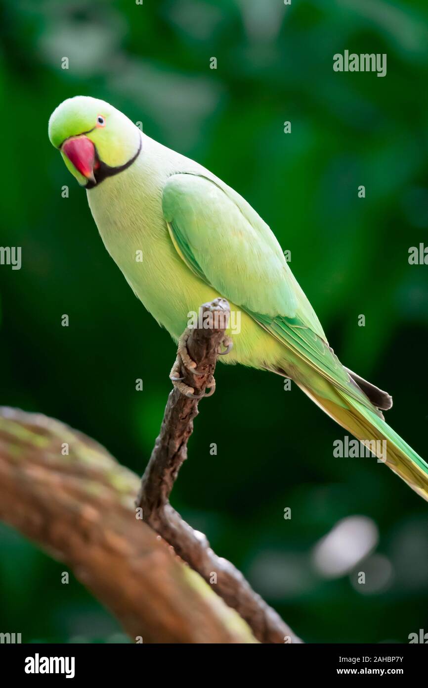 A Rose-ringed Parakeet, Psittacula krameri, also known as Ring-necked ...