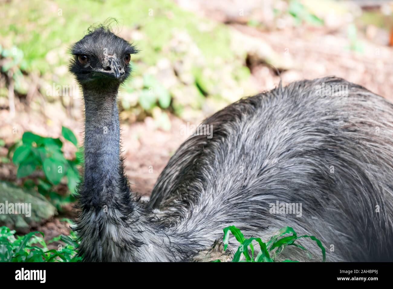 An Emu bird Dromaius novaehollandiae. Close up shot of EMU bird. Emu is ...