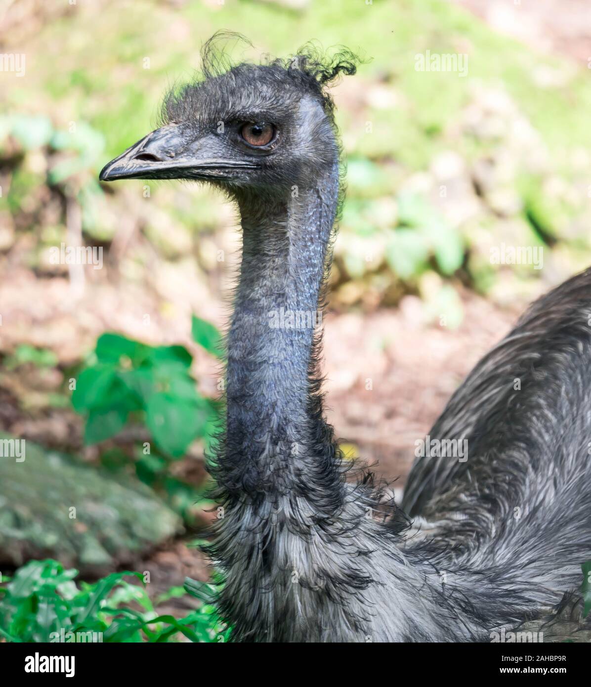 An Emu bird Dromaius novaehollandiae. Close up shot of EMU bird. Emu is ...