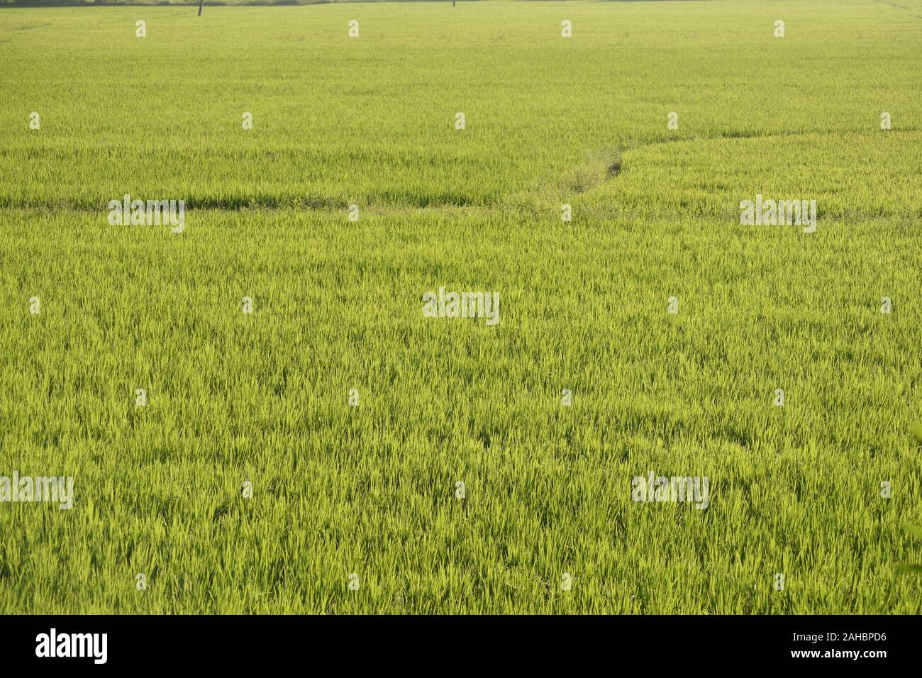 landscape of green rice fields in rural area, Beautiful green paddy ...