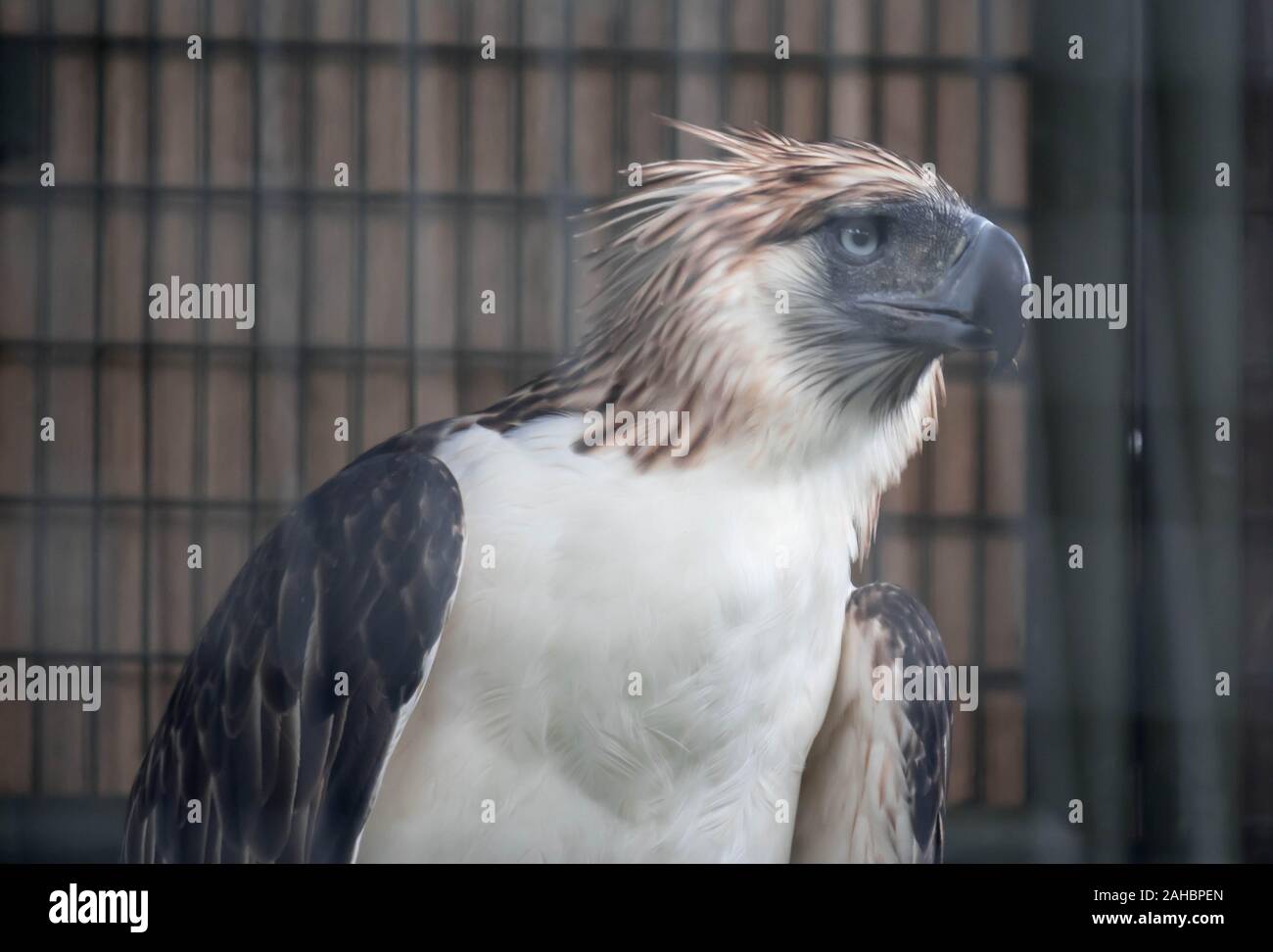 The Philippine eagle (Pithecophaga jefferyi) is one of the most ...