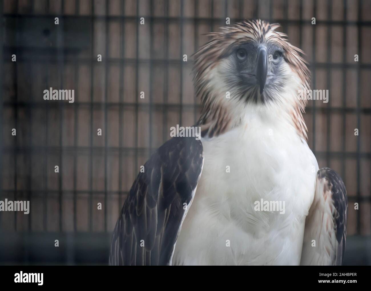 The Philippine eagle (Pithecophaga jefferyi) is one of the most ...
