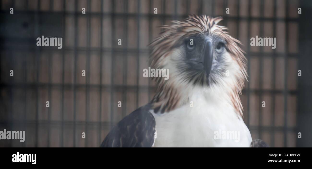 The Philippine eagle (Pithecophaga jefferyi) is one of the most ...