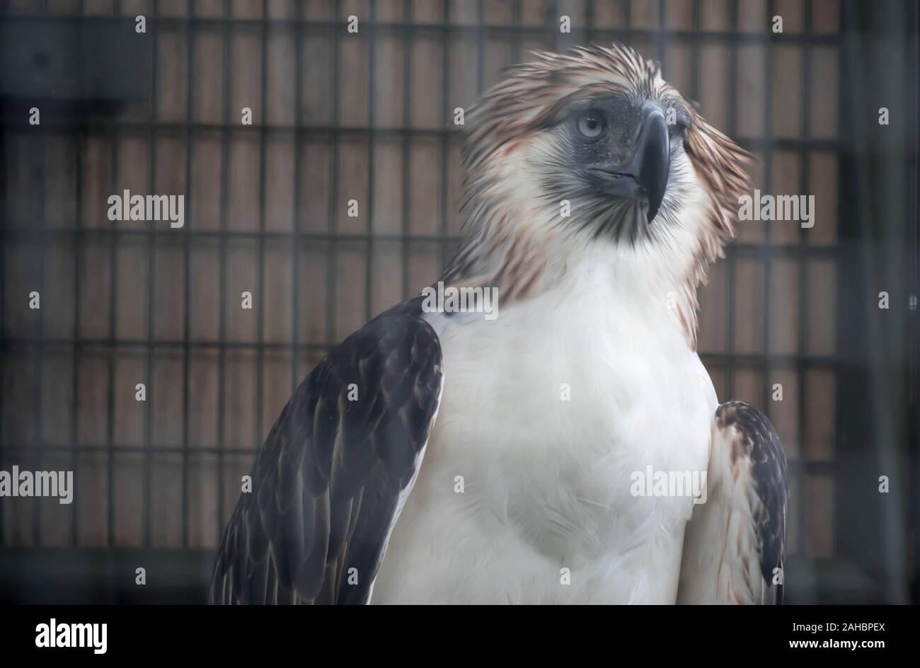 The Philippine eagle (Pithecophaga jefferyi) is one of the most ...