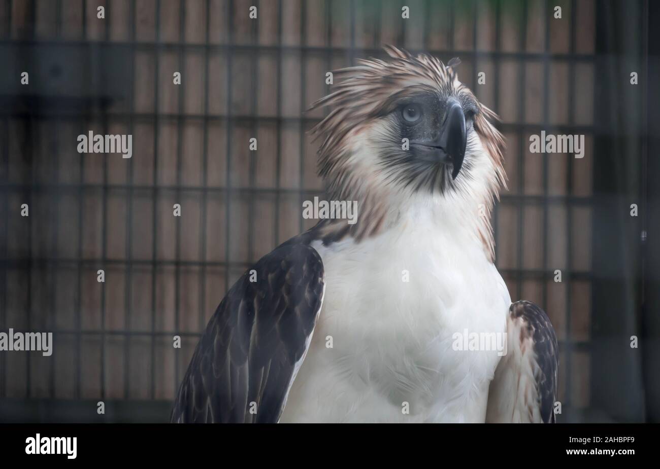 The Philippine eagle (Pithecophaga jefferyi) is one of the most ...