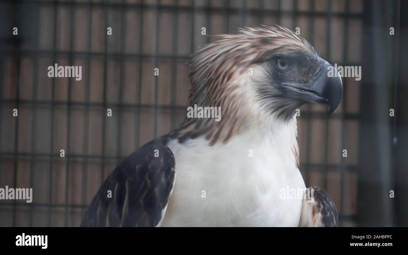The Philippine eagle (Pithecophaga jefferyi) is one of the most ...
