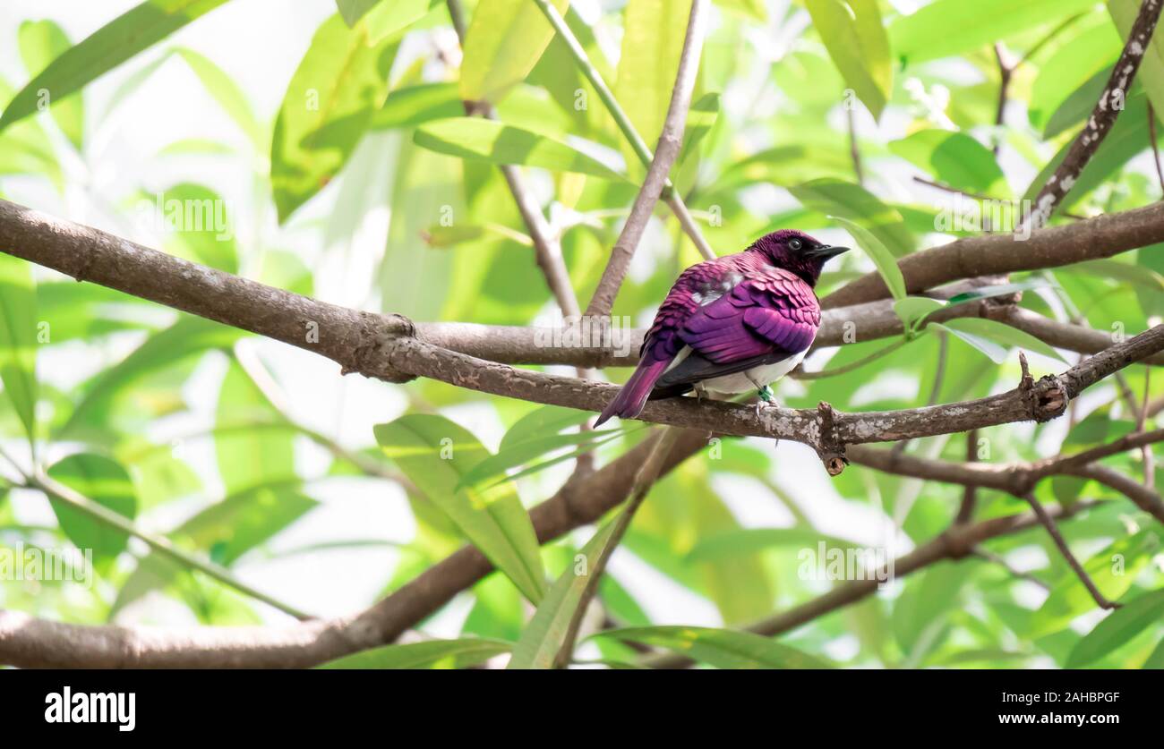 A Violet-backed Starling Cinnyricinclus leucogaster, also known as ...
