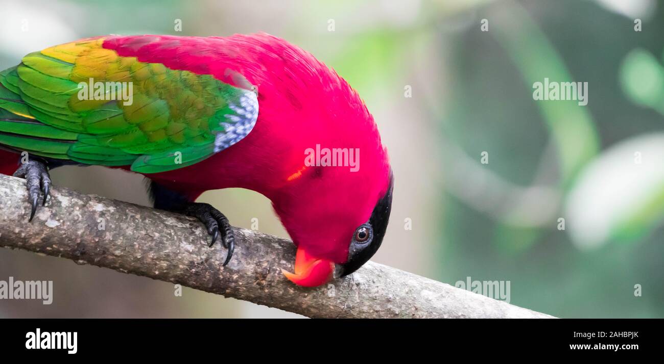 Black capped lory bird lorius lory hi-res stock photography and images ...