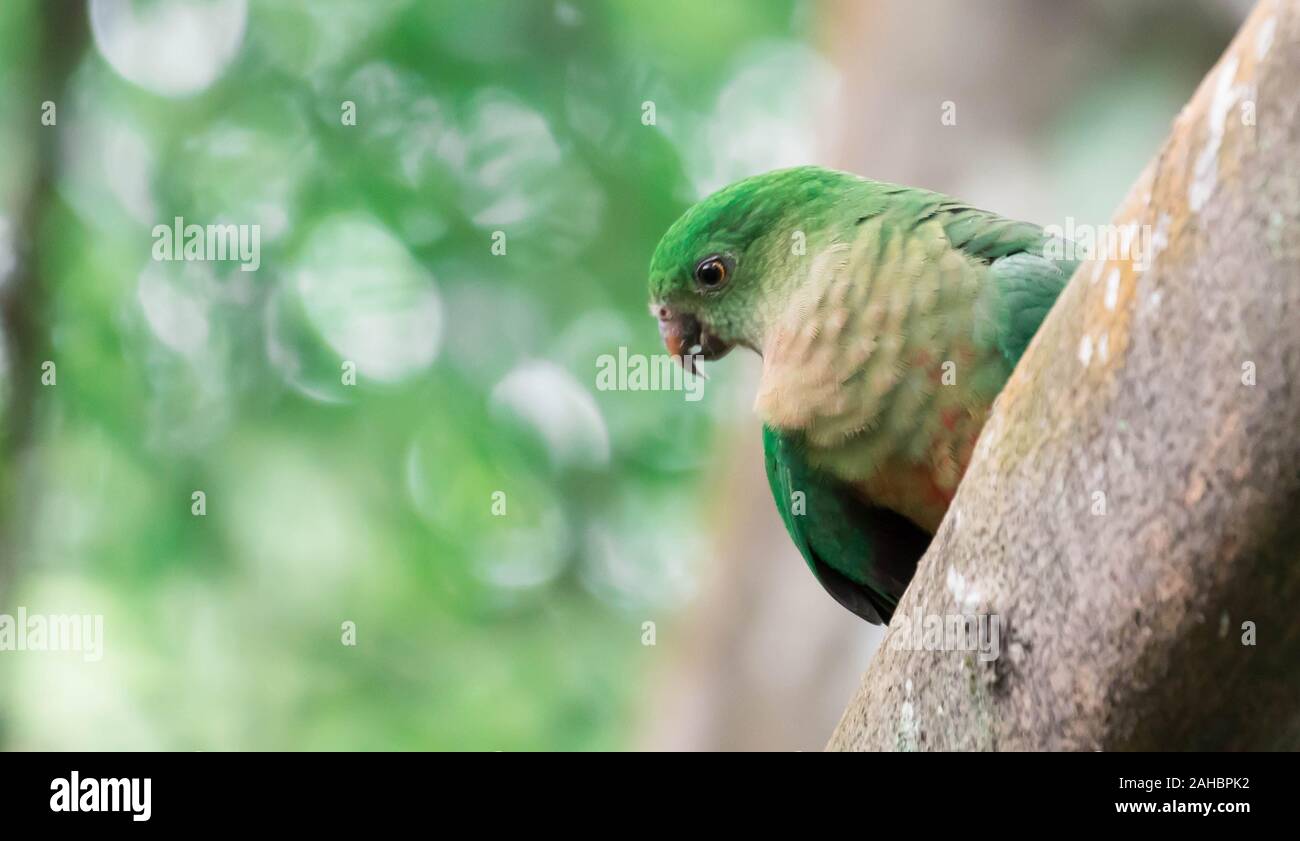 Parrot parakeet while sitting on a tree branch Stock Photo - Alamy