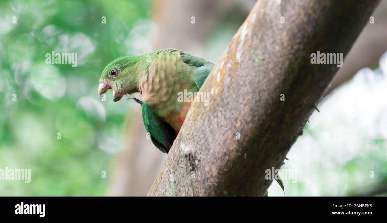 Parrot parakeet while sitting on a tree branch Stock Photo - Alamy