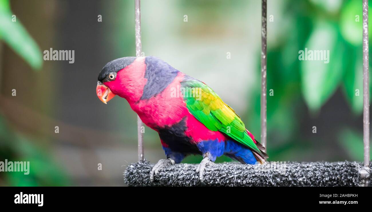 Tropical black capped lory hi-res stock photography and images - Alamy