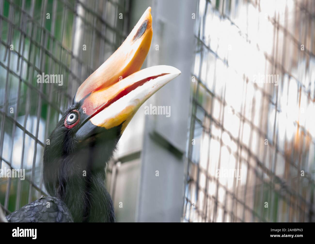 A Rhinoceros Hornbill (Buceros rhinoceros) inside a cage in a Zoo Stock ...