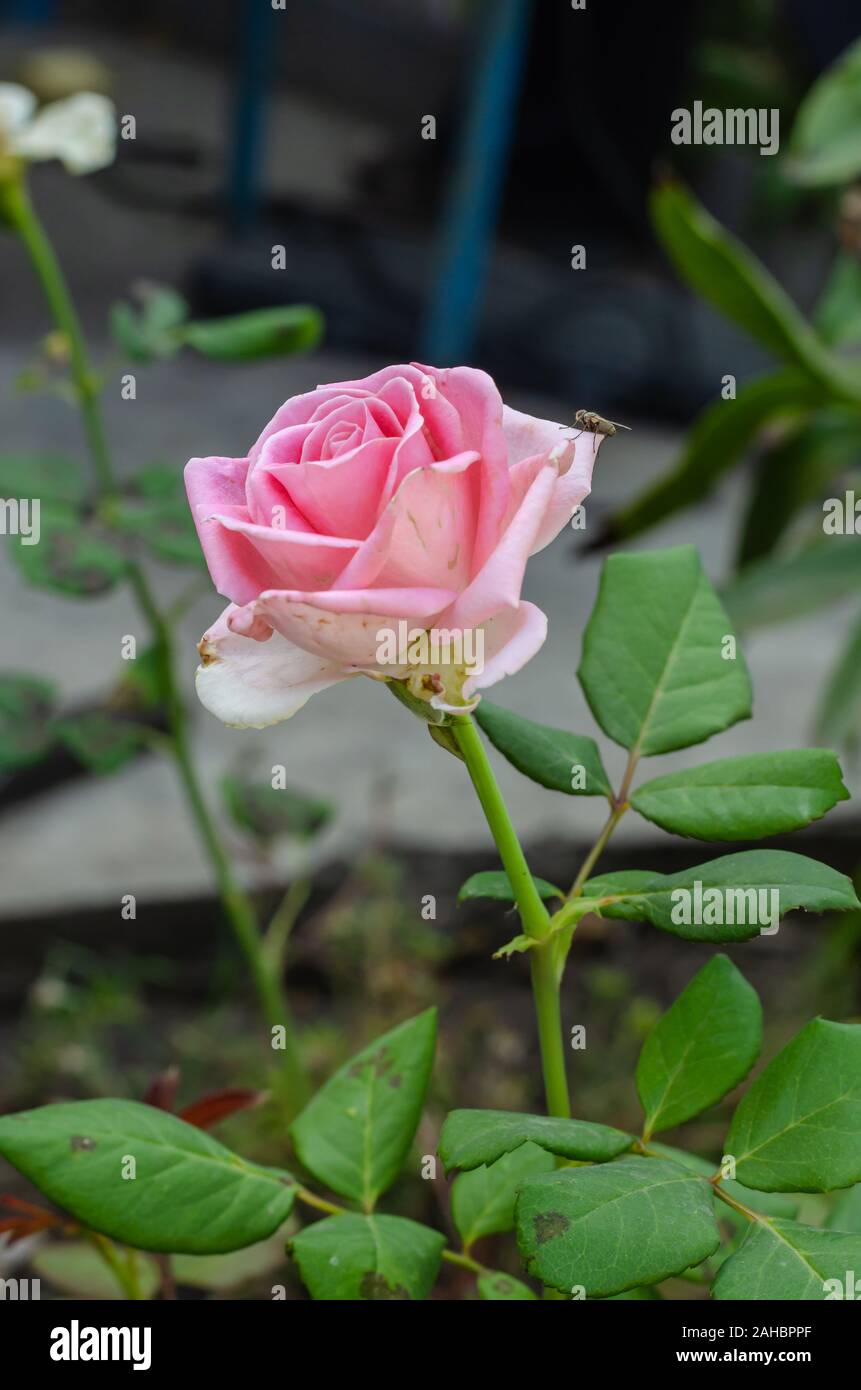 Initial stage of rose hi-res stock photography and images - Alamy