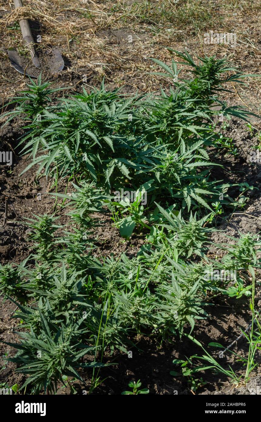 Small bushes of hemp grow in a garden under the sun. Legal cultivation ...