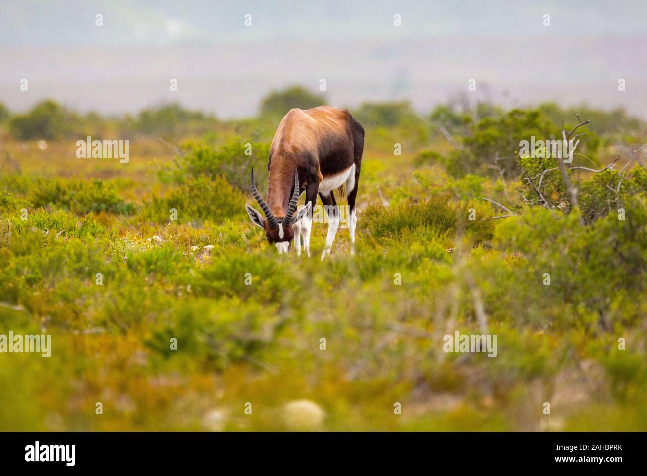 Fynbos Nature Reserve High Resolution Stock Photography and Images - Alamy