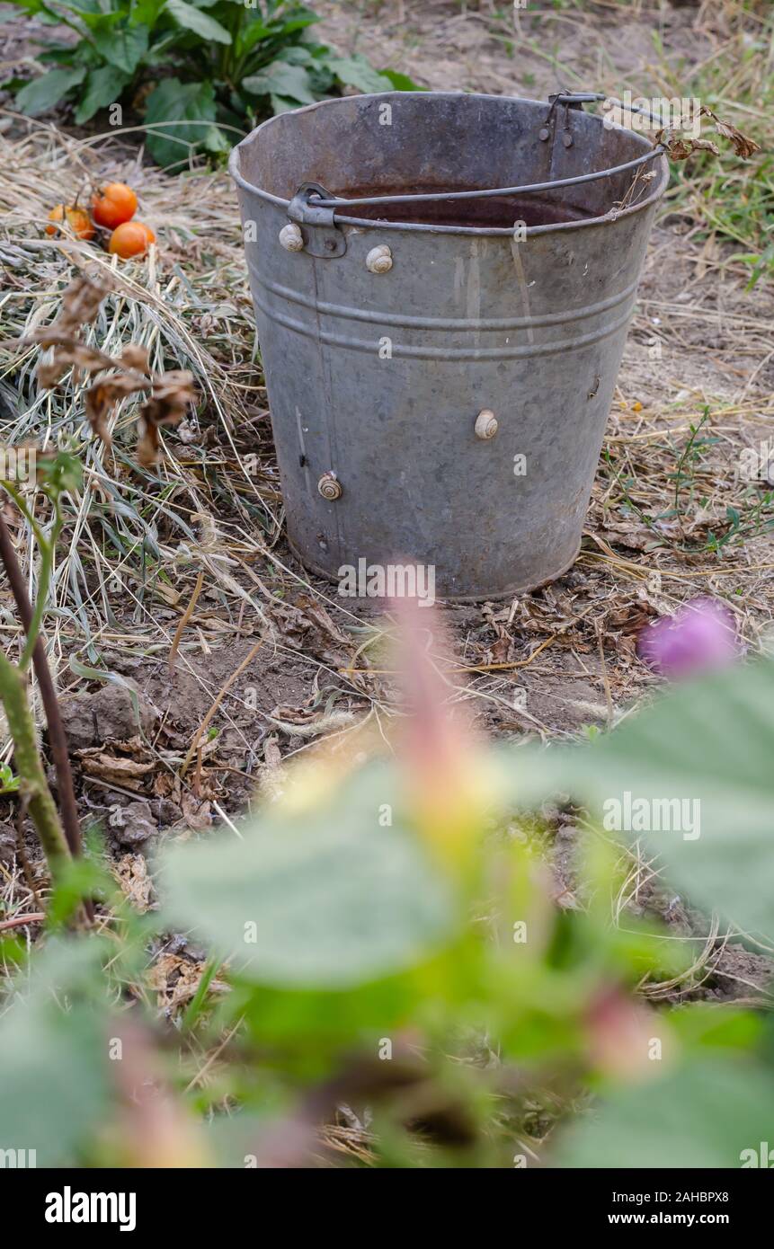 An old metal bucket in the courtyard of a rural house. Garden snails ...