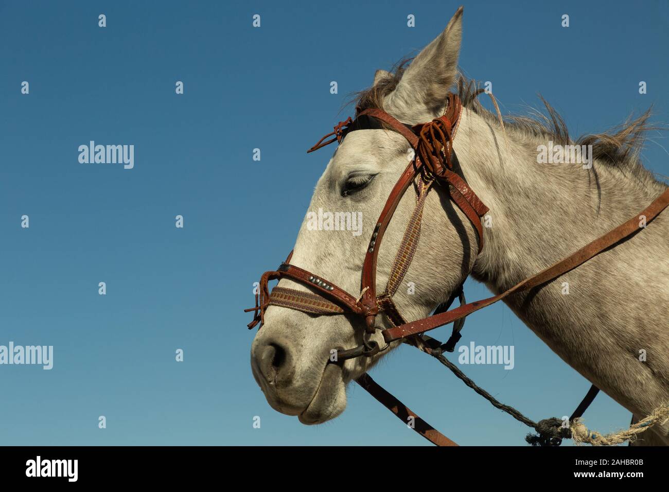 Bridled horse hi-res stock photography and images - Alamy