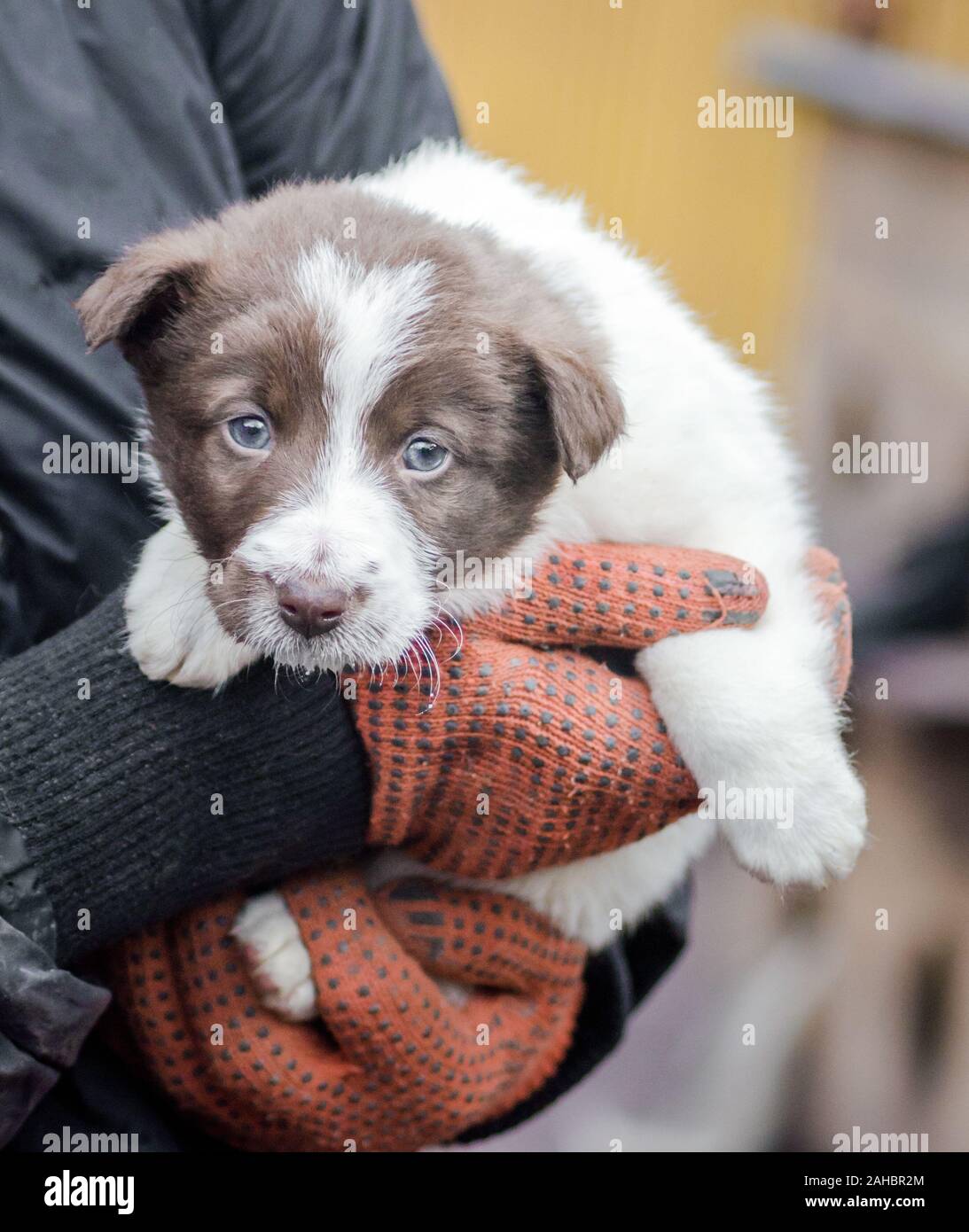 little puppy in human hands close up Stock Photo - Alamy