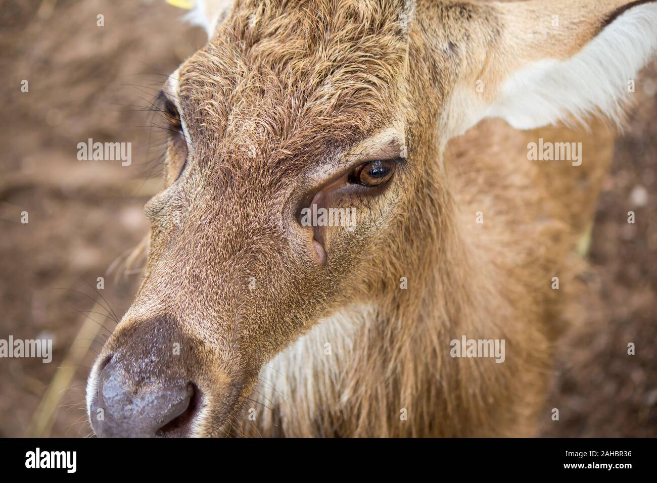 Wildlife of deer in nature on daytime Stock Photo - Alamy