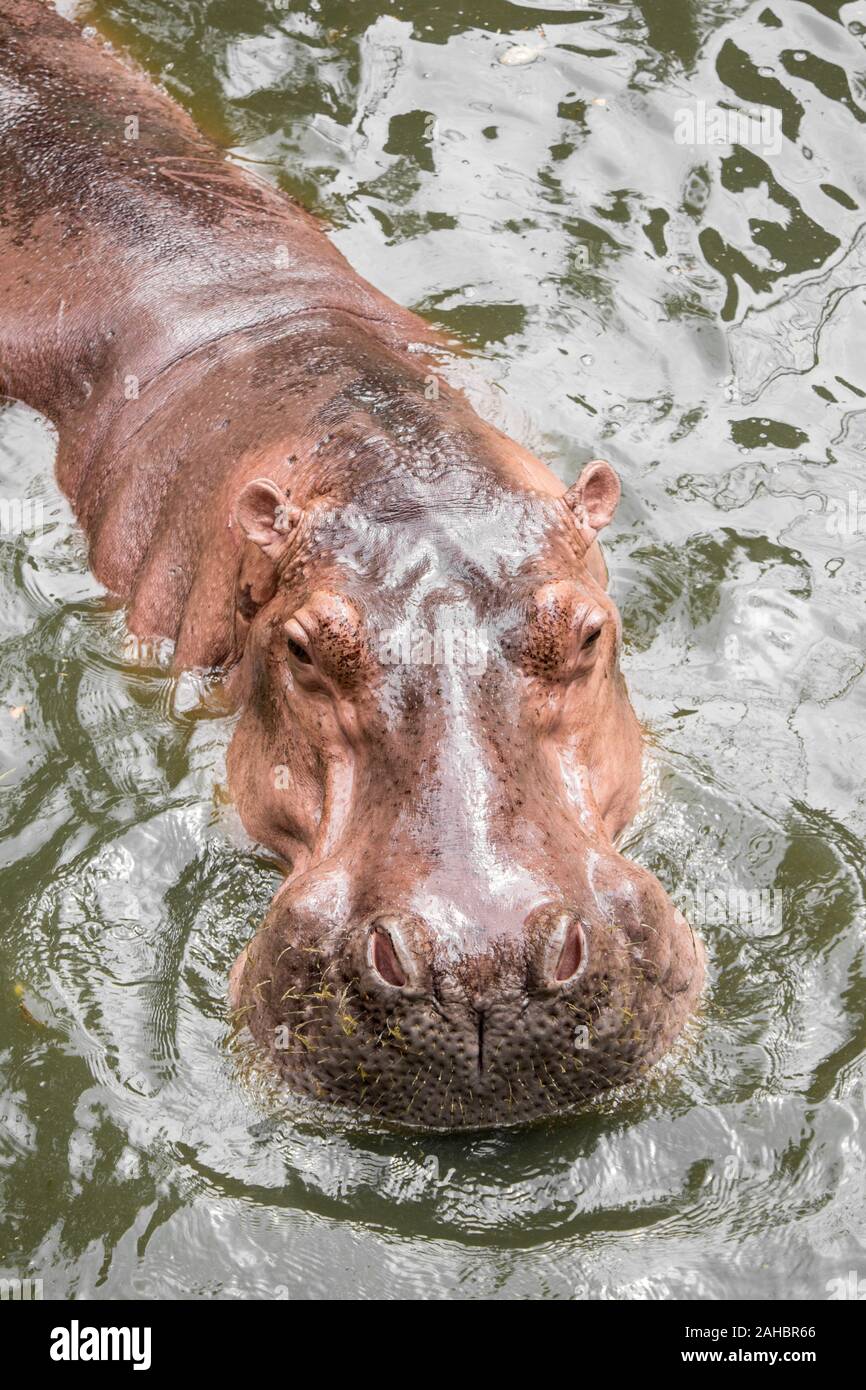 Hippopotamus floating in the water during the summer day Stock Photo ...