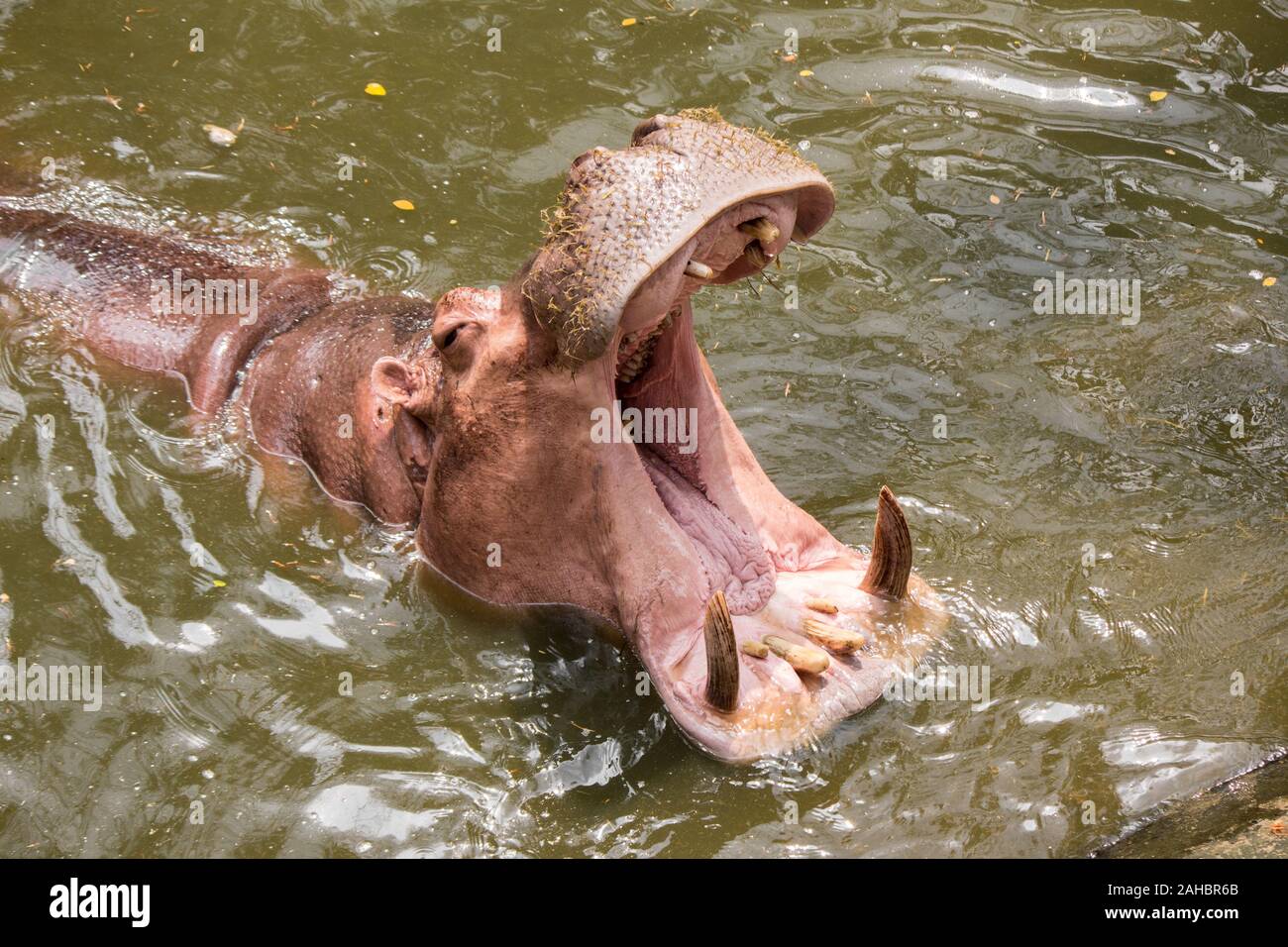 Hippopotamus floating in the water during the summer day Stock Photo ...