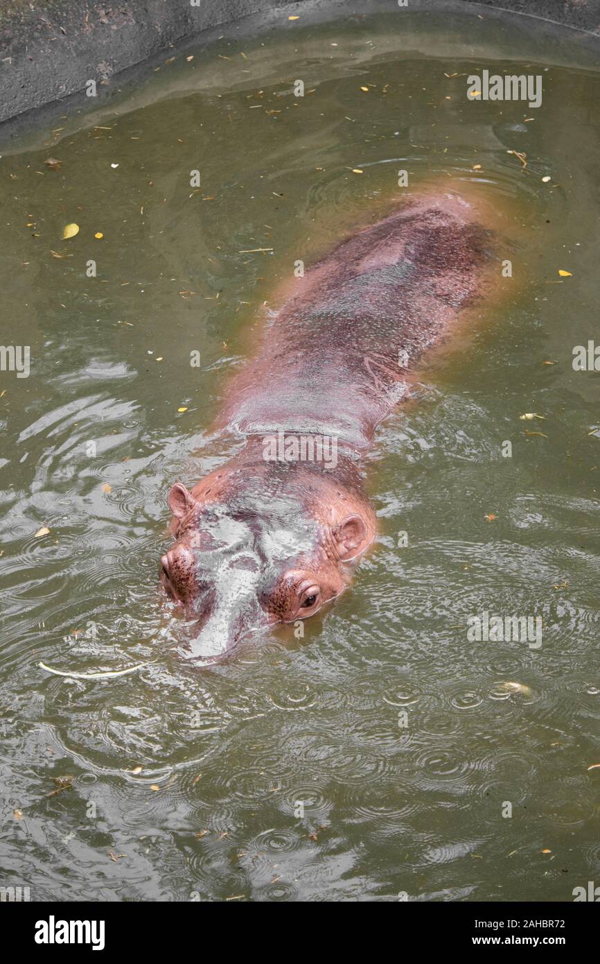 Hippopotamus floating in the water during the summer day Stock Photo ...