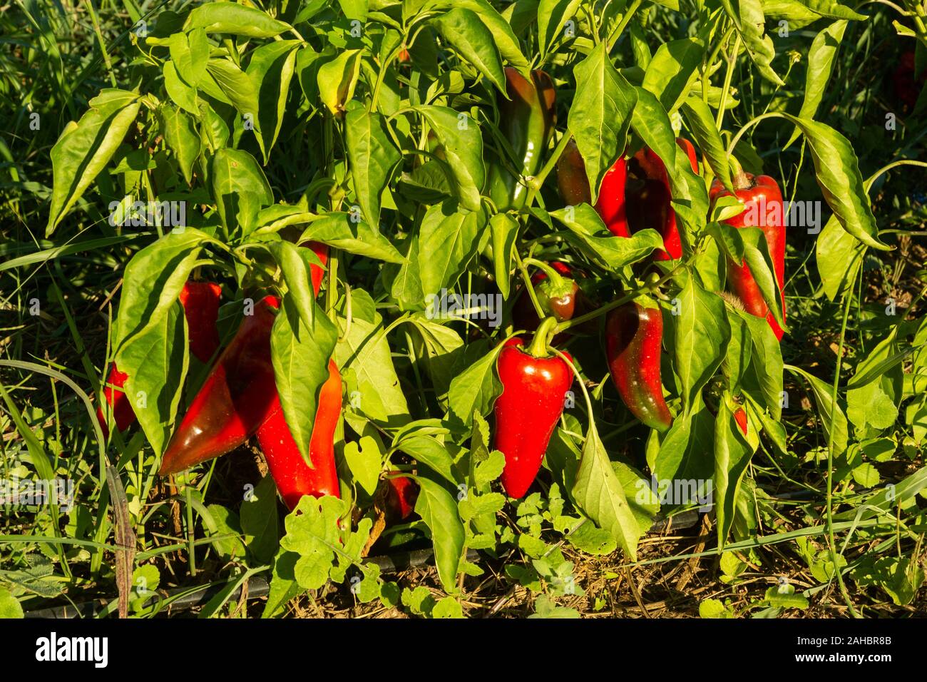 Red peppers on plant hi-res stock photography and images - Alamy