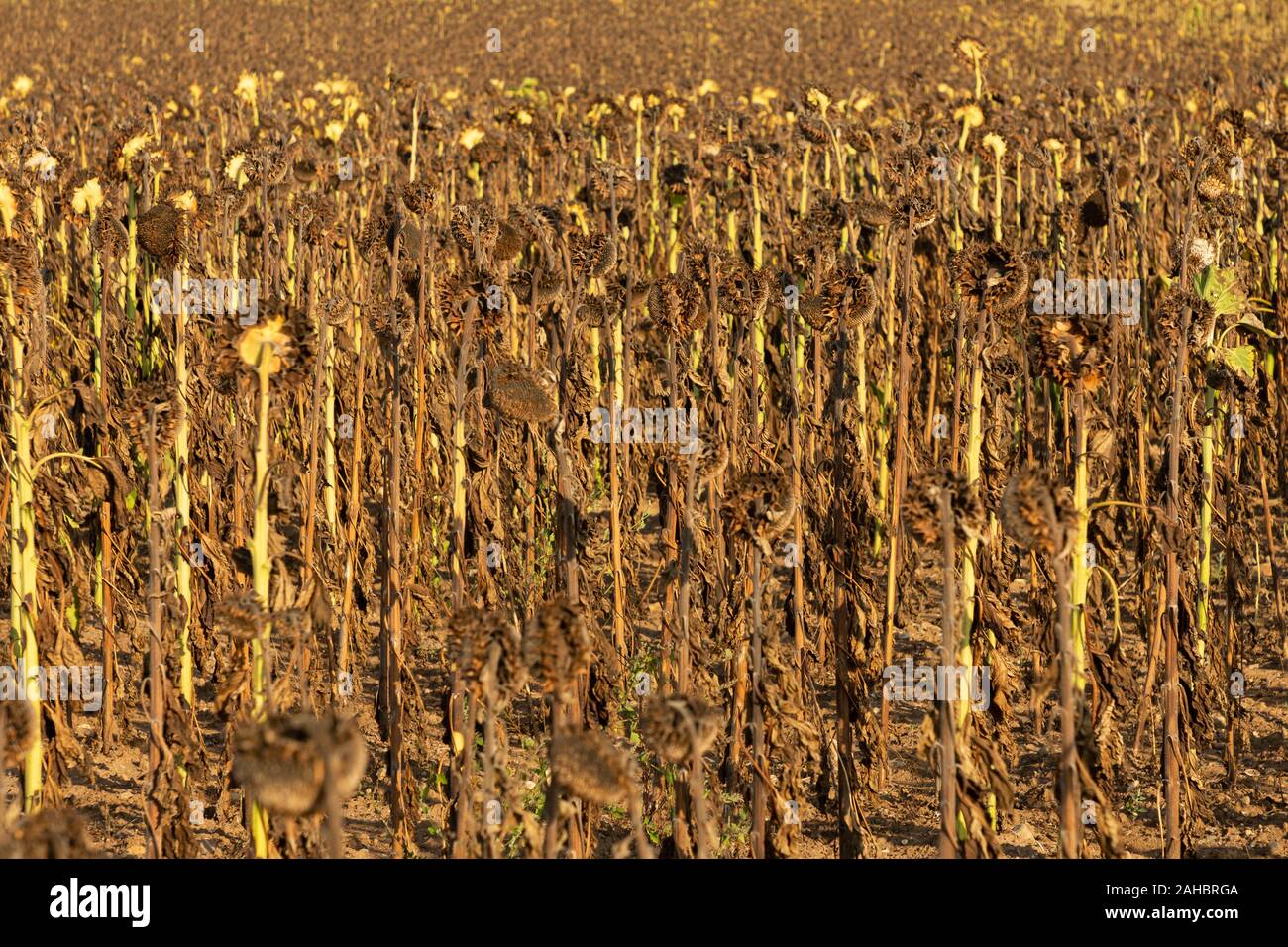 drooping sunflowers at the end of the season Stock Photo - Alamy