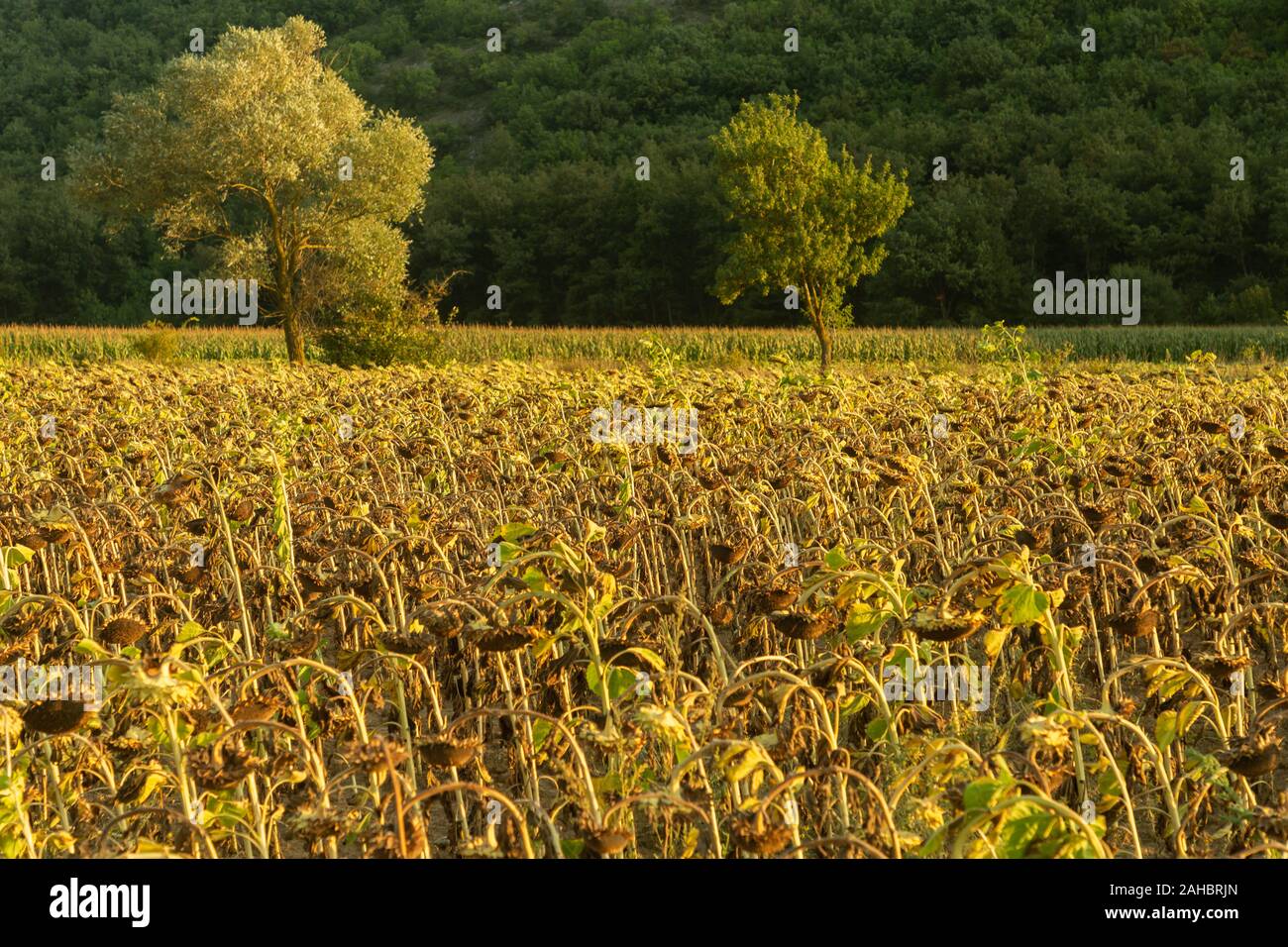 drooping sunflowers at the end of the season Stock Photo - Alamy